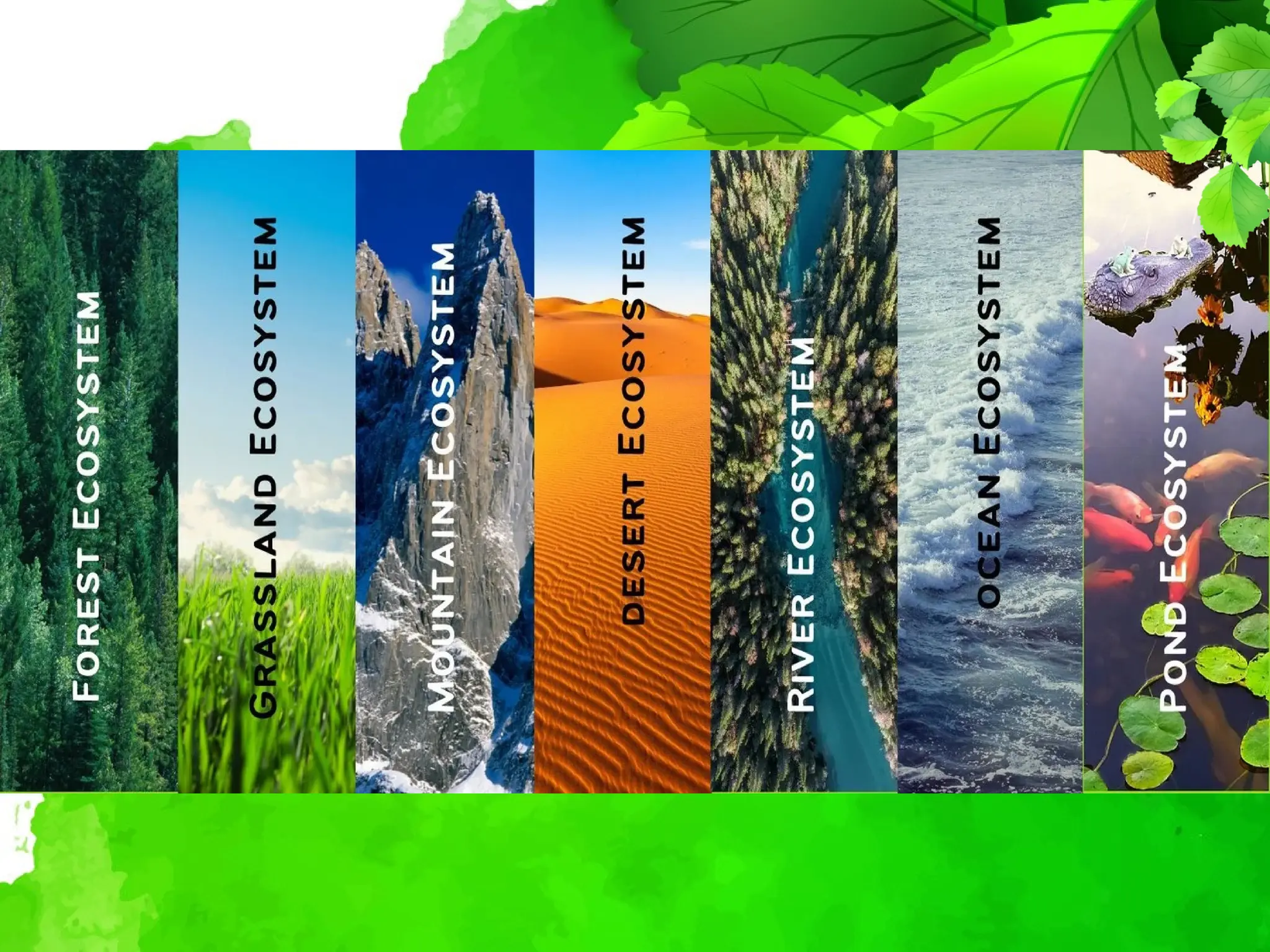 #3 Biodiversity and Evolution Final.pptx | Geography | Science