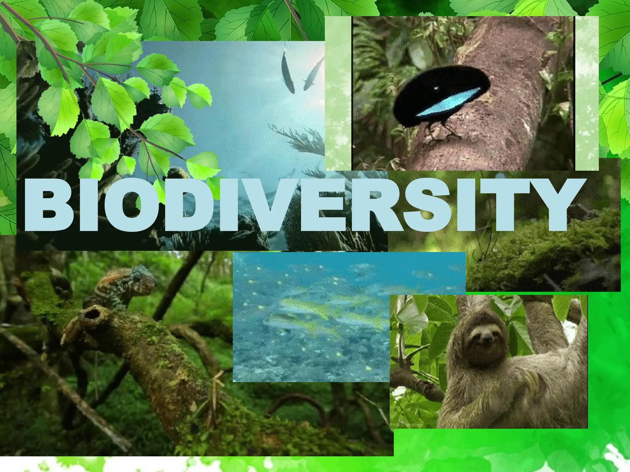 #3 Biodiversity and Evolution Final.pptx