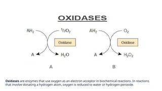 DPT - Biochemistry & Genetics - II (Bioenergetics) Biological Oxidation ...