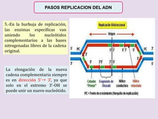 3 Biol replicaciondeladn Ok.pptx