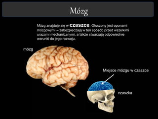 Krzysztof Grabarek 3B | PPT