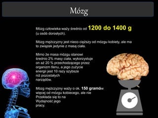 Krzysztof Grabarek 3B | PPT