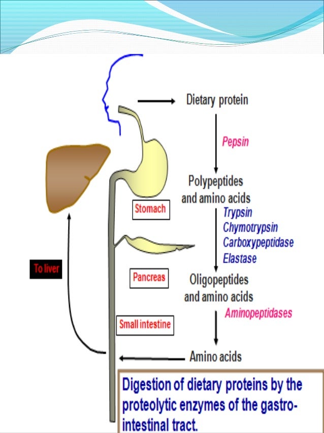 Protein metabolism