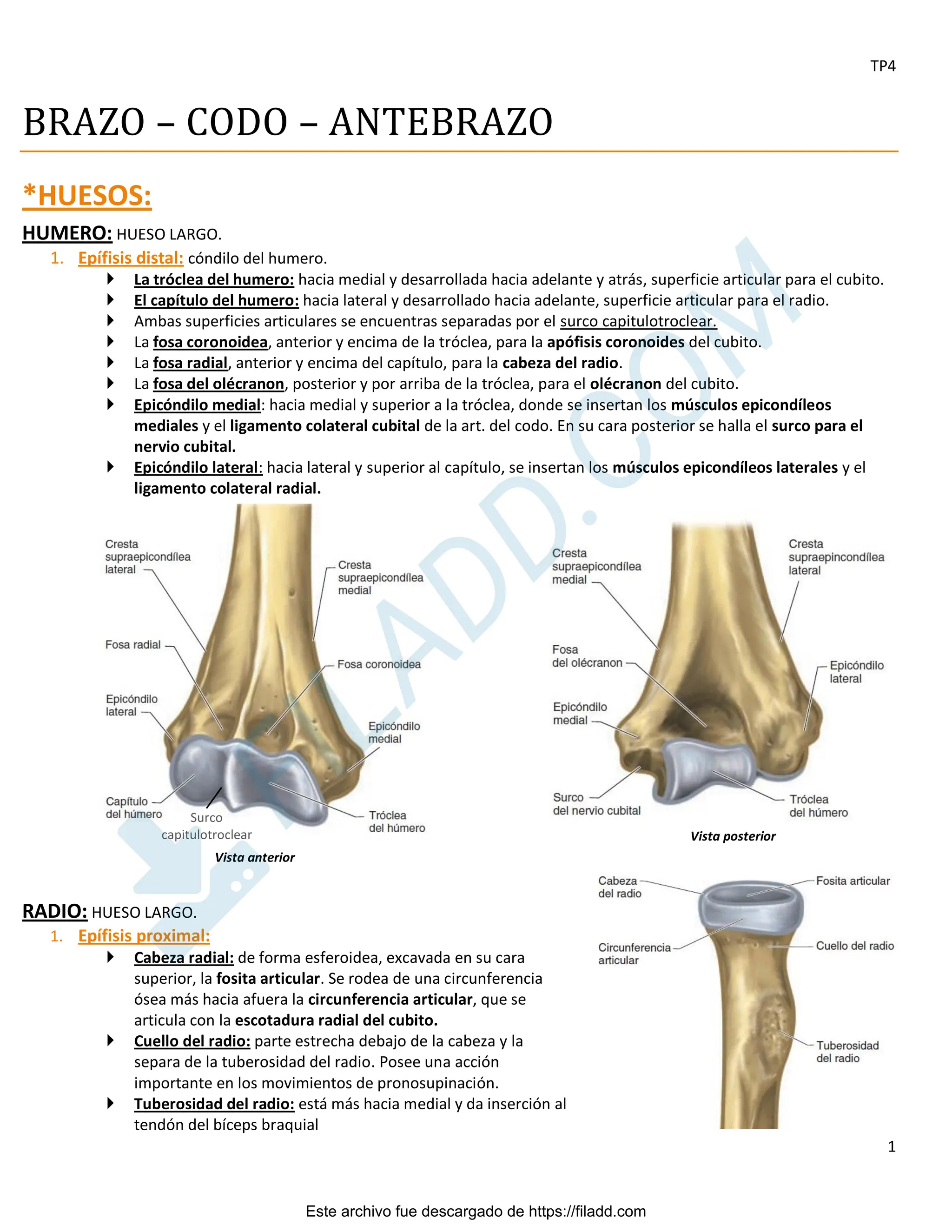 Anatomía De Los Huesos Del Antebrazo Anatomía De Representación 3d