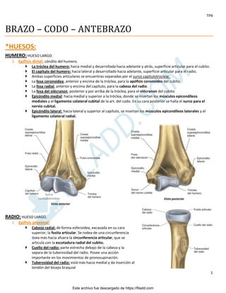 anatomia de brazo y antebrazo0000000.pdf