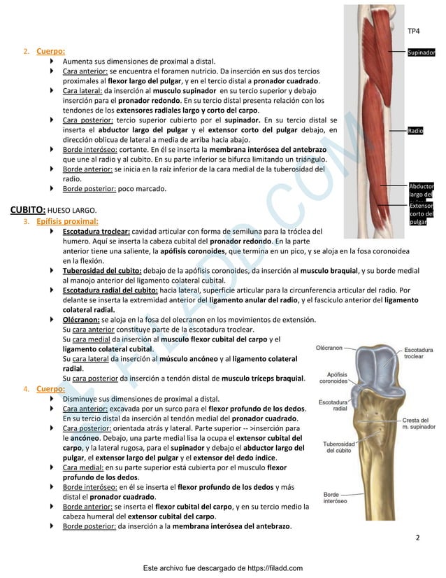 anatomia de brazo y antebrazo0000000.pdf