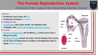 Female reproductive system biology year 8 | PDF