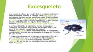 Anatomia externa de_los_insectos | PPTX