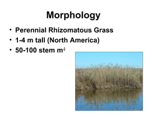 Invasion of Marsh Islands by Phragmites australis | PPT