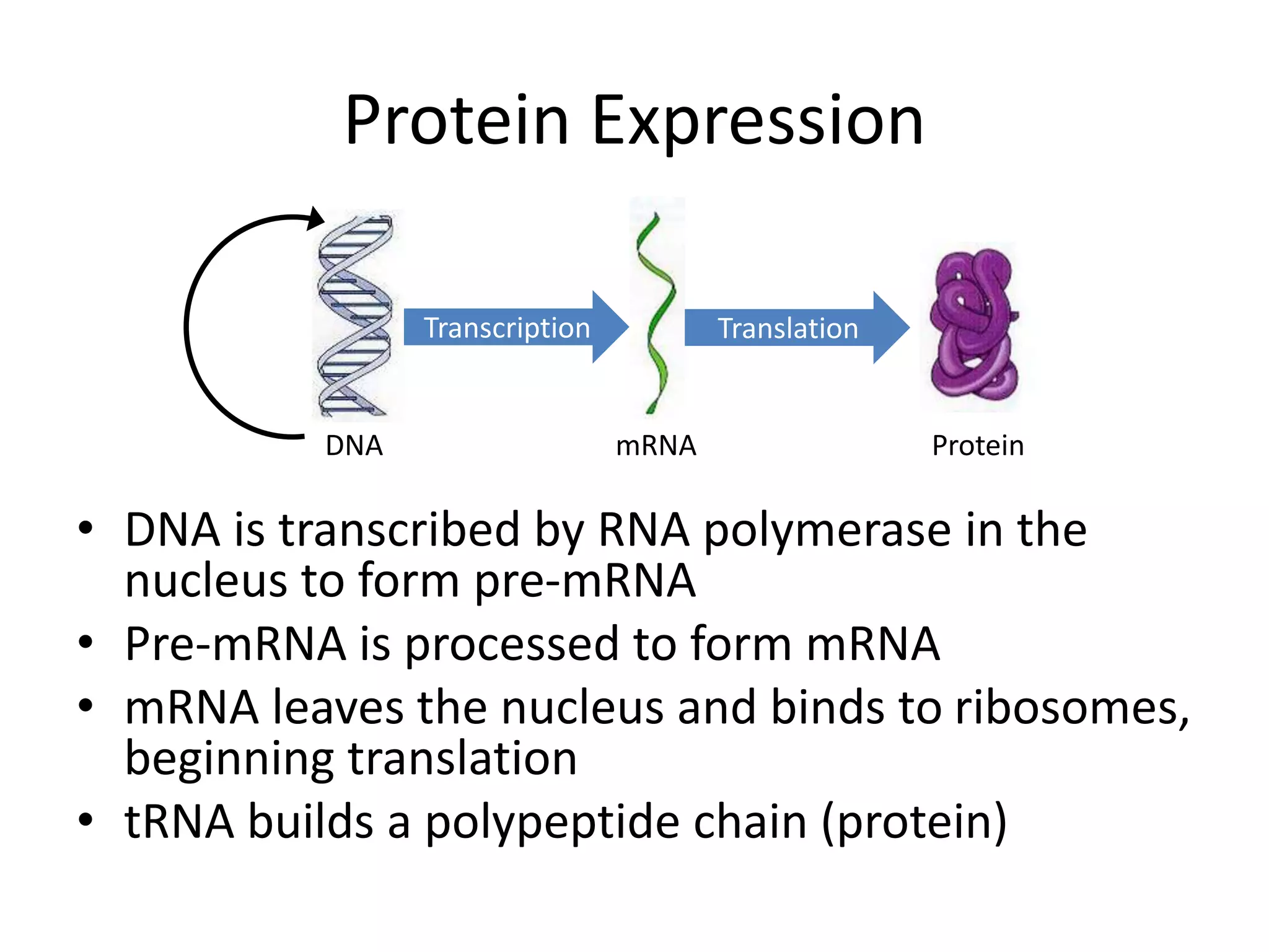 DNA Cloning and Expression of HMGB1 in E. Coli | PPT