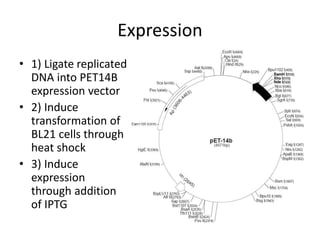 DNA Cloning and Expression of HMGB1 in E. Coli | PPT