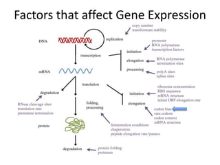 DNA Cloning and Expression of HMGB1 in E. Coli | PPTX