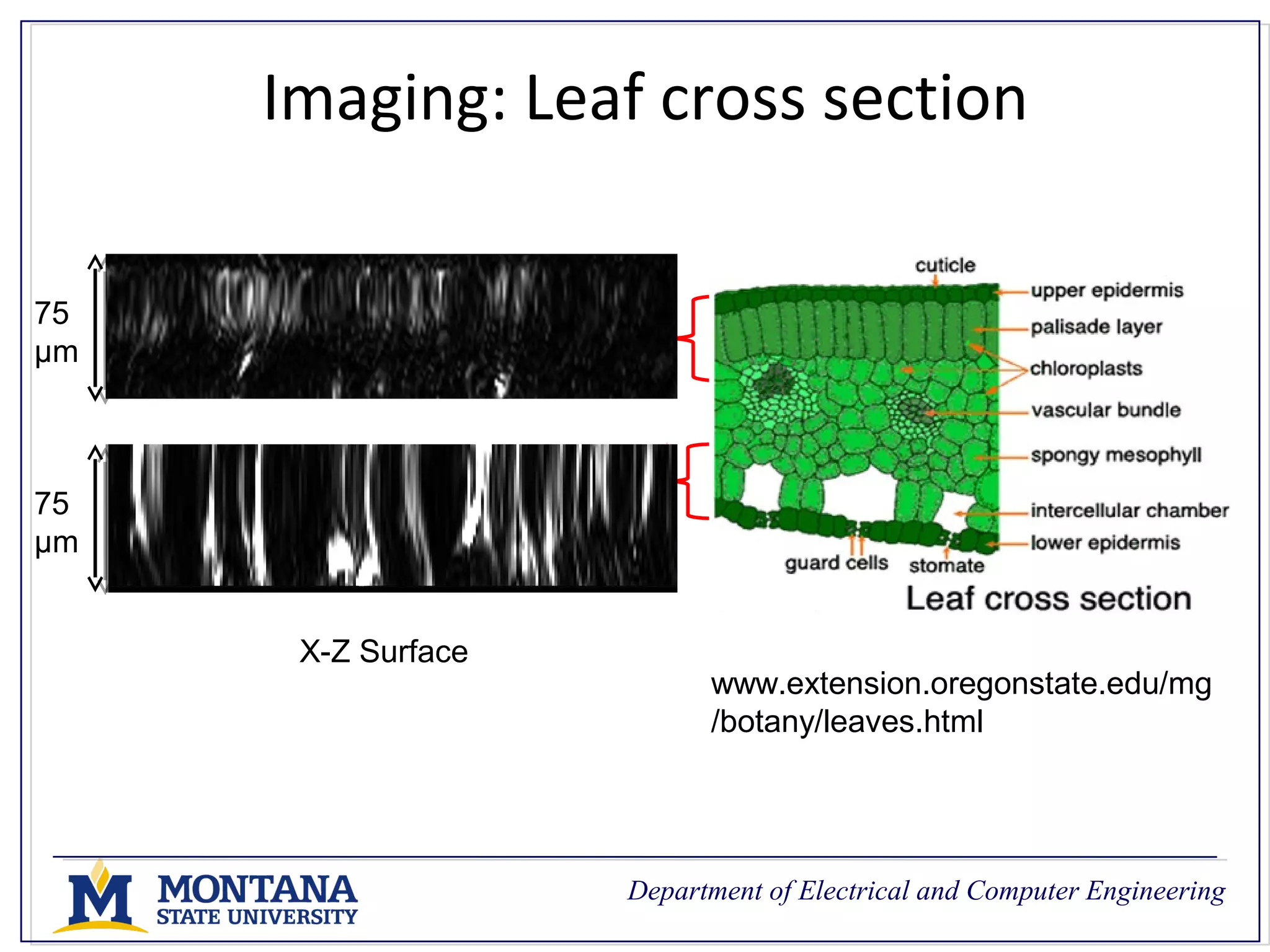 Focus scanning in a confocal microscope | PPT