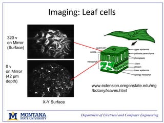 Focus scanning in a confocal microscope | PPT