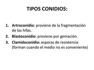 3 caracteristicas generales de los hongos | PDF