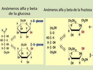 3 CARBOHIDRATOS tema de importancia .ppt