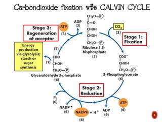 carbondioxide fixation | PDF