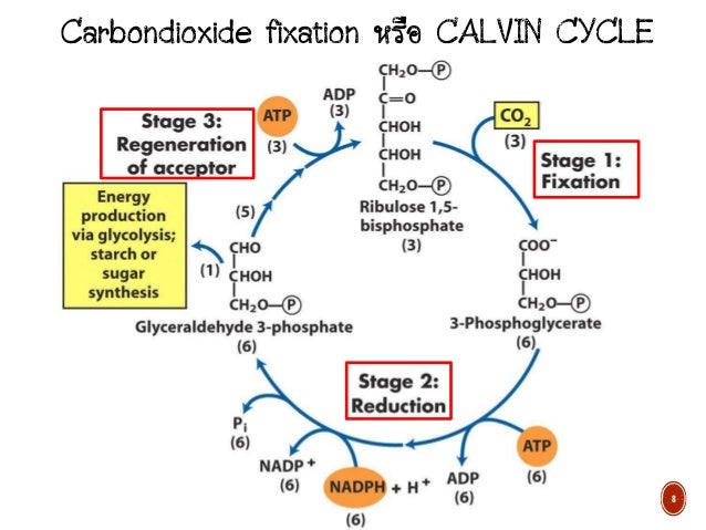carbondioxide fixation