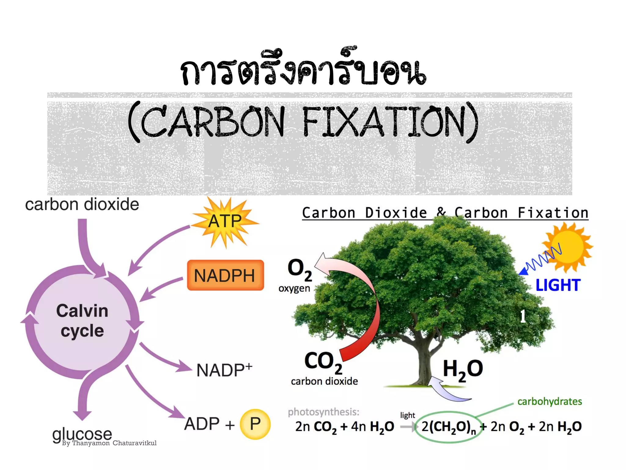 carbon fixation | PDF