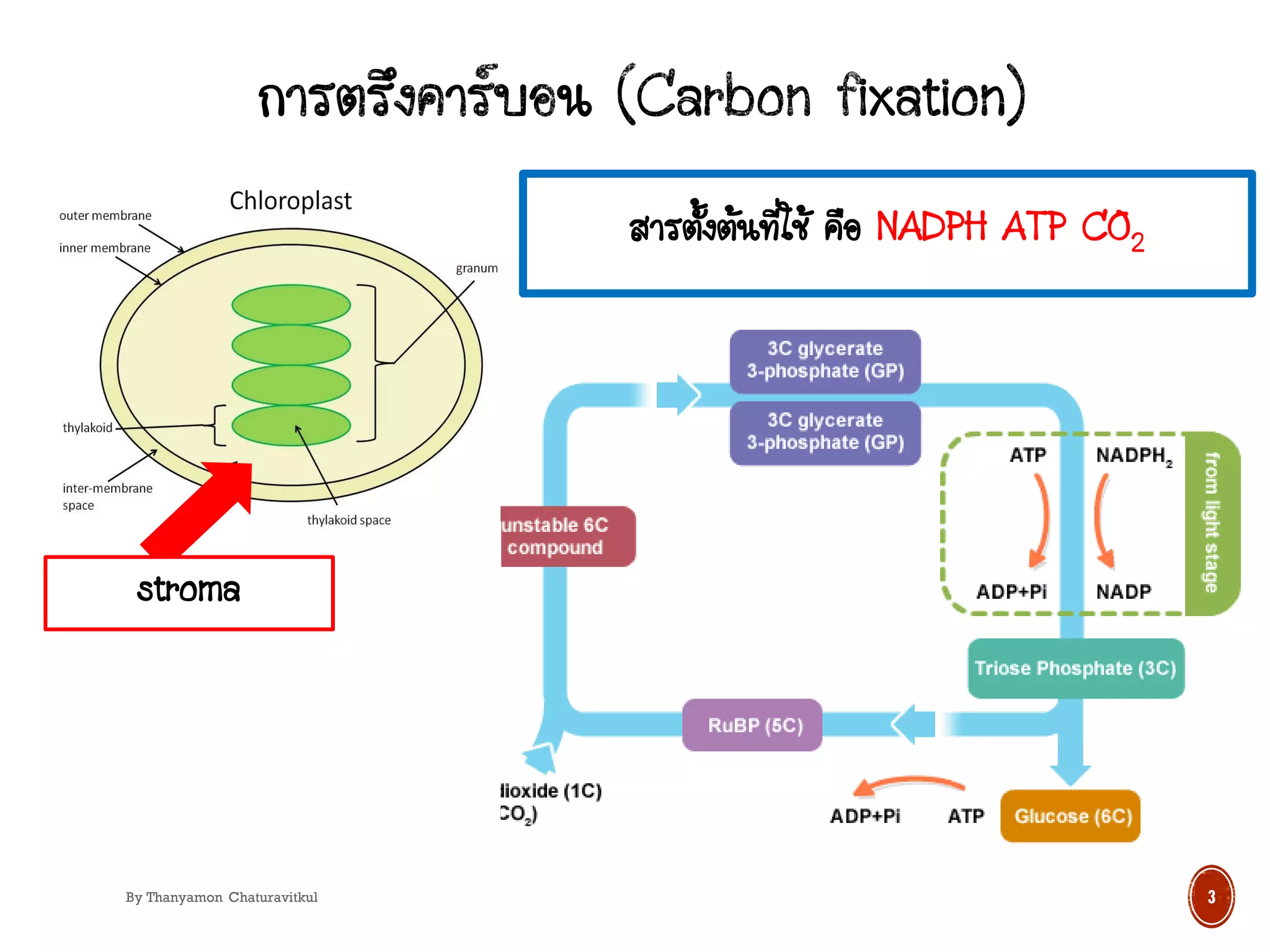 carbon fixation | PDF