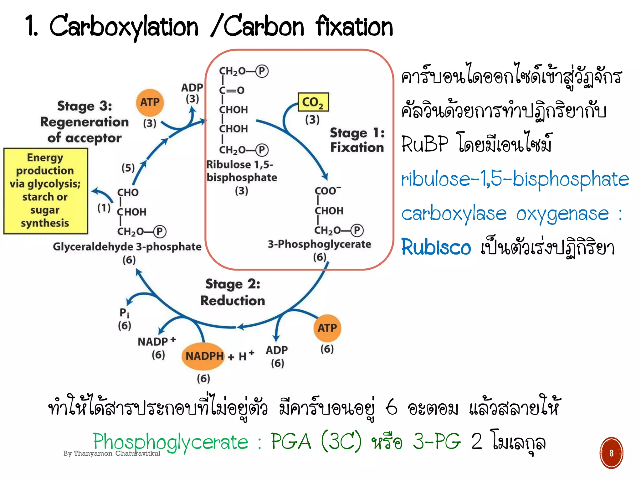 carbon fixation | PDF