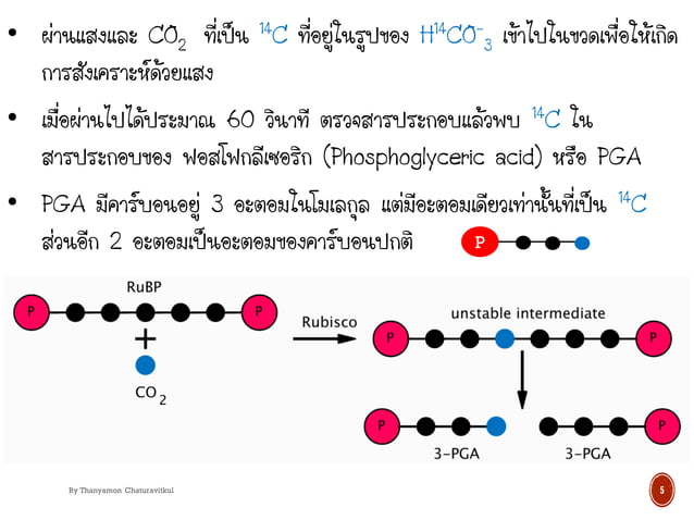 carbon fixation | PPT