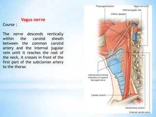 3 carotid triangle___9th_10th_cn | PPTX