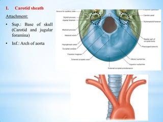 3 carotid triangle___9th_10th_cn | PPT