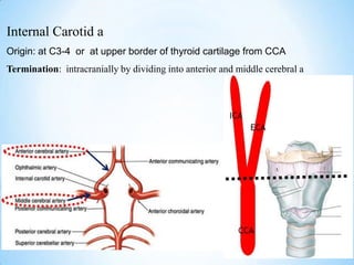 3 carotid triangle___9th_10th_cn | PPT