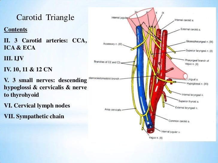 3 carotid triangle___9th_10th_cn
