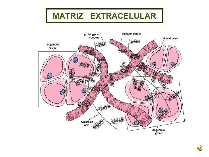 3 cartilago y hueso on line 2011