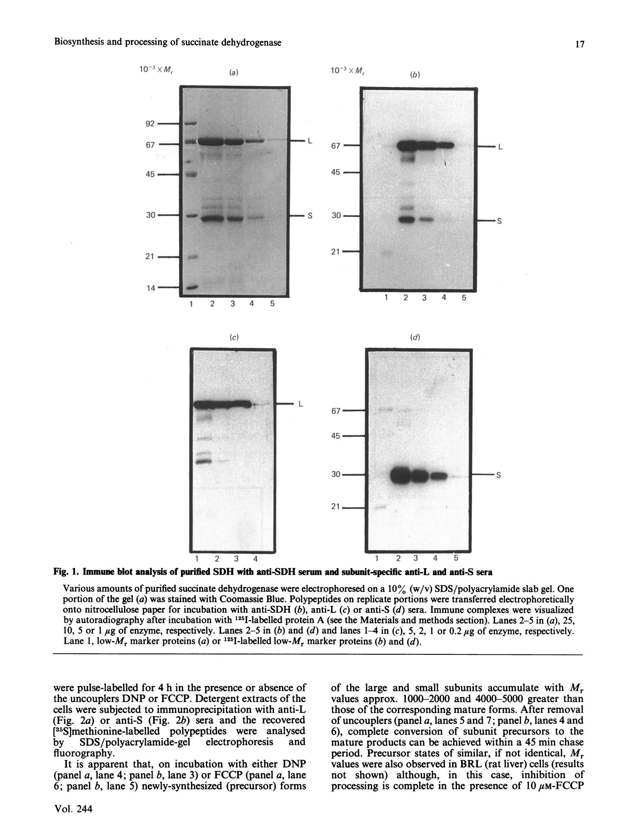Clarkson et al. Biochem J 1987 | PDF