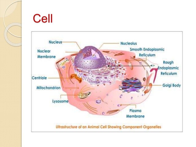 3 Cell adaptation by Ashiq wazir | PPTX | Pregnancy | Reproductive Health