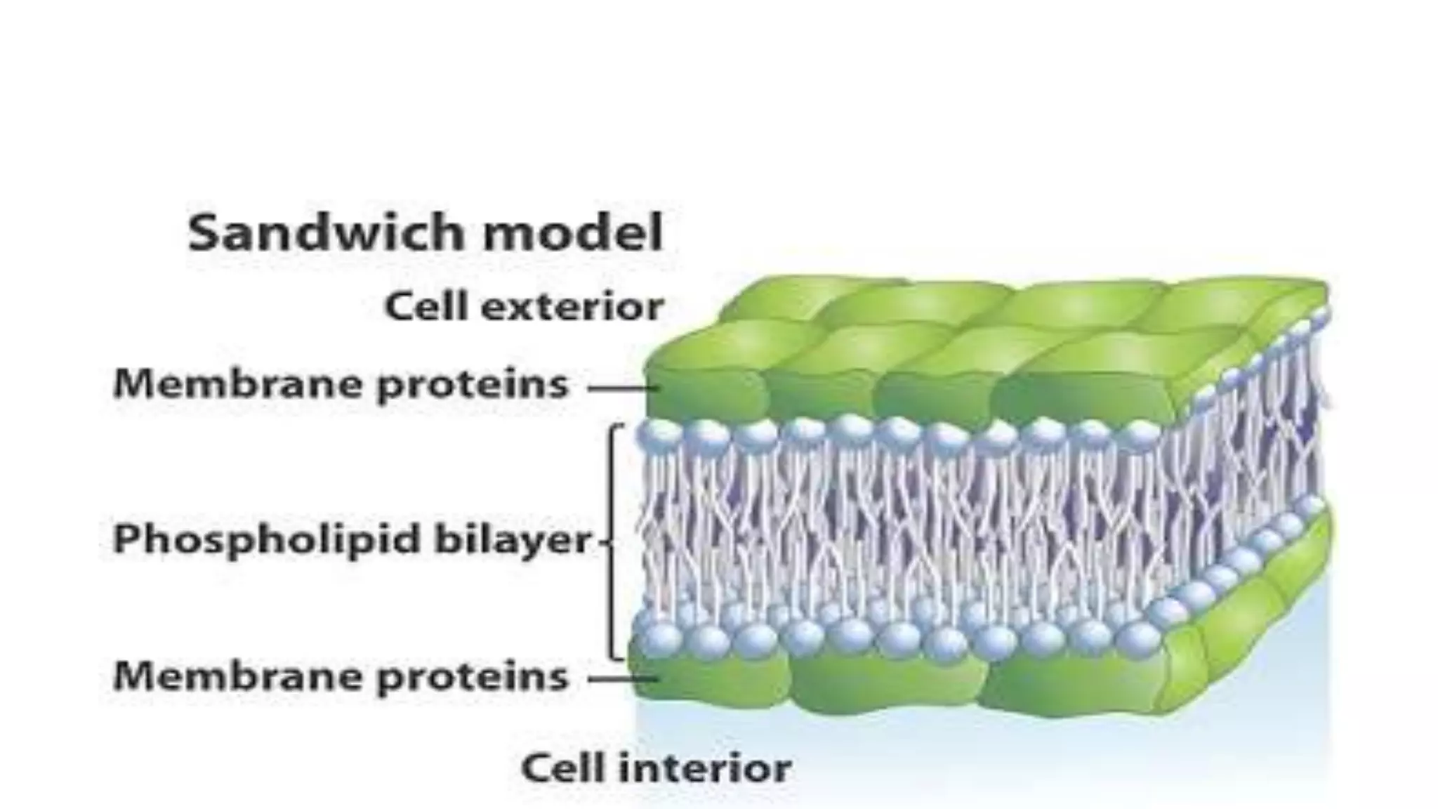 cell wall cell membrane.pptx