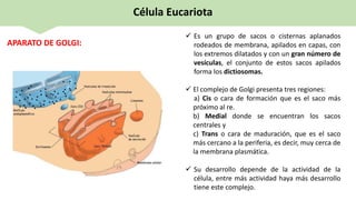 3_CÉLULA (1).pdfAAAAAAaaAAAAAAAAAAAAAAAA | PPT