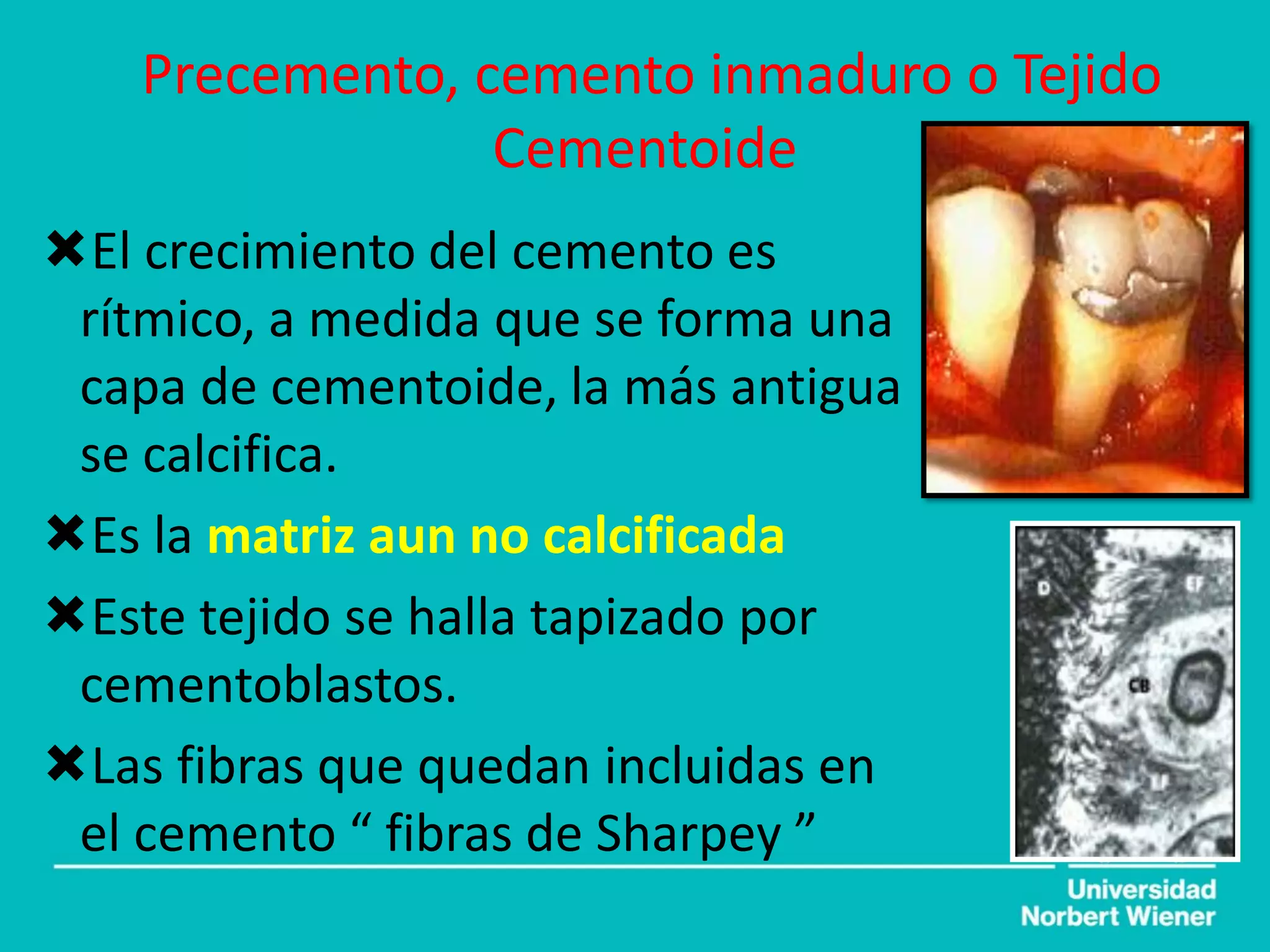 3 CEMENTO_hueso_alveolar.pdf