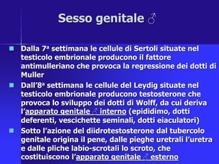 Cenni di Embriologia | PPT