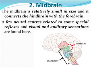 3 central nervous system brain | PPTX