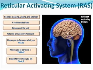 3 central nervous system brain | PPTX | Brain and Nervous System ...