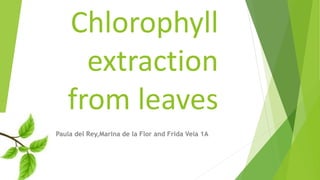 Chlorophyll extraction | PPTX