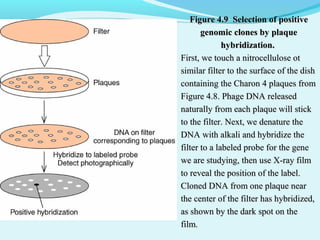 choice of vectors | PPT