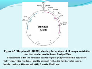 choice of vectors | PPT