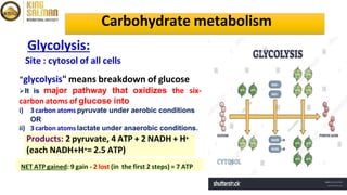 3_CHO_Metabolism.pdf for a nursing student | PDF