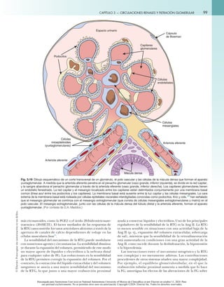Circulaciones renales y filtración glomerular | PDF