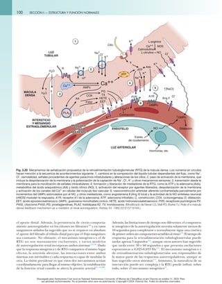 Circulaciones renales y filtración glomerular | PDF