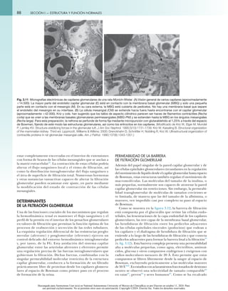 Circulaciones renales y filtración glomerular | PDF