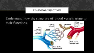AS Biology-Circulation in the blood vessels | PPT