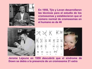 Citogenetica Ppt
