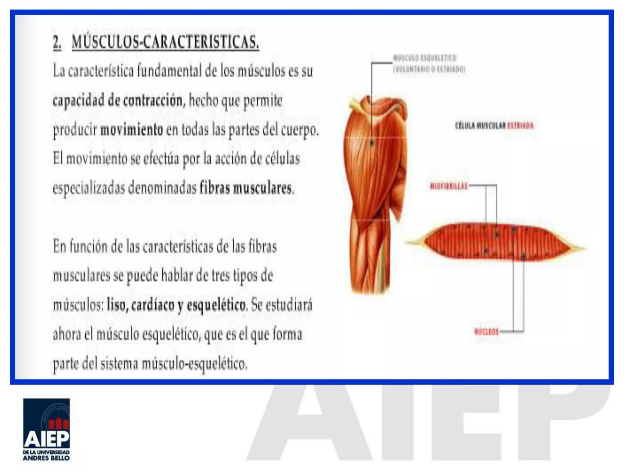 3 clase 3 anatomia musculos | PPT