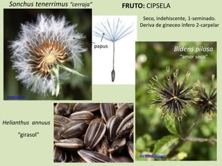 3º clase compuestas | PPTX